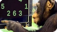 Play Memory Chimp game online for free | 4GameGround.com